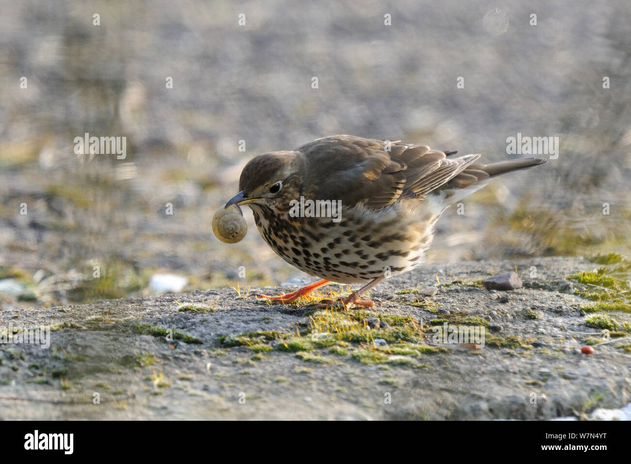 Song Thrush Snail High Resolution Stock Photography and Images - Alamy