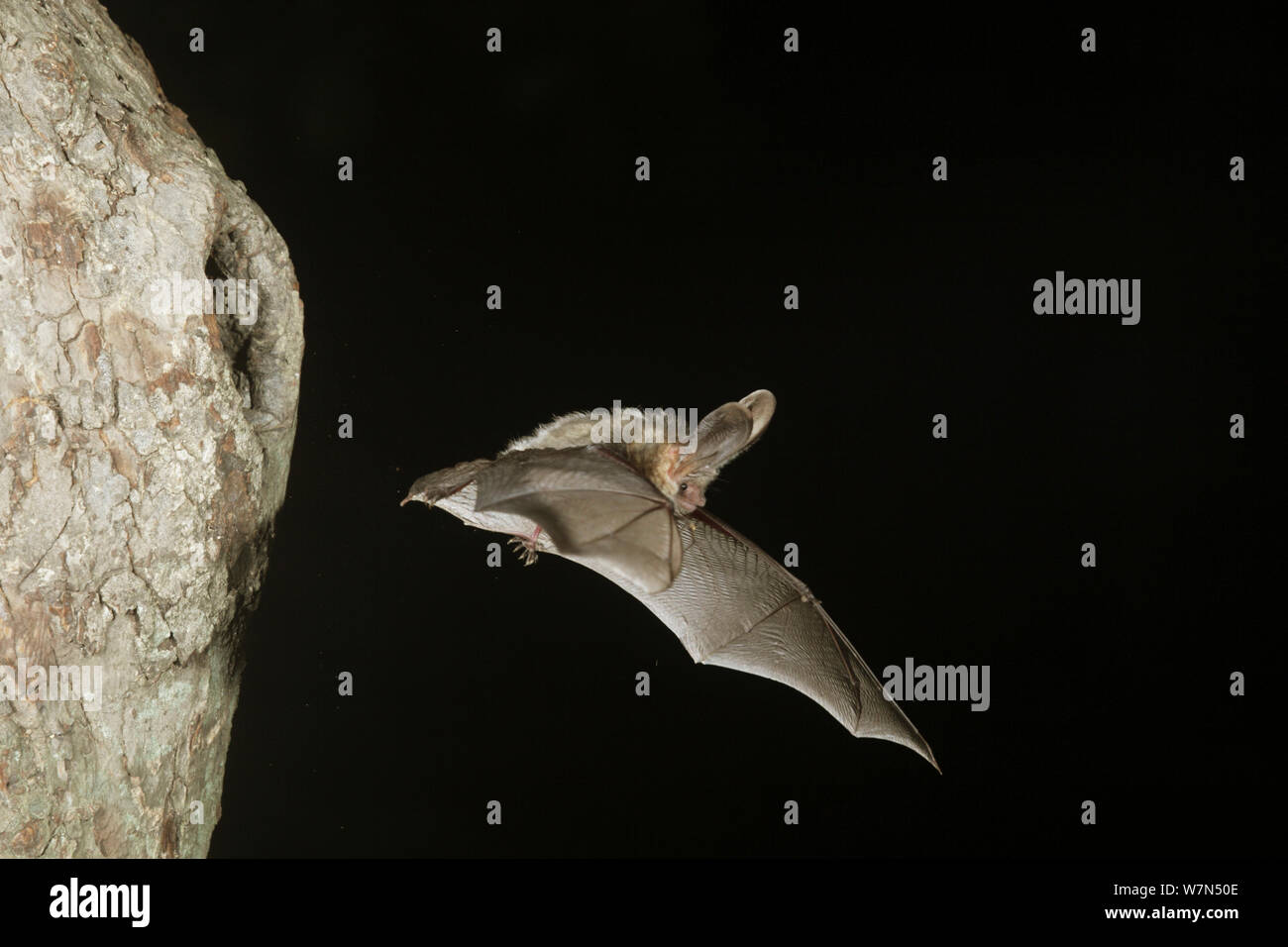 Grey Long Eared Bat (Plecotus austriacus) leaving nesting hole in tree ...