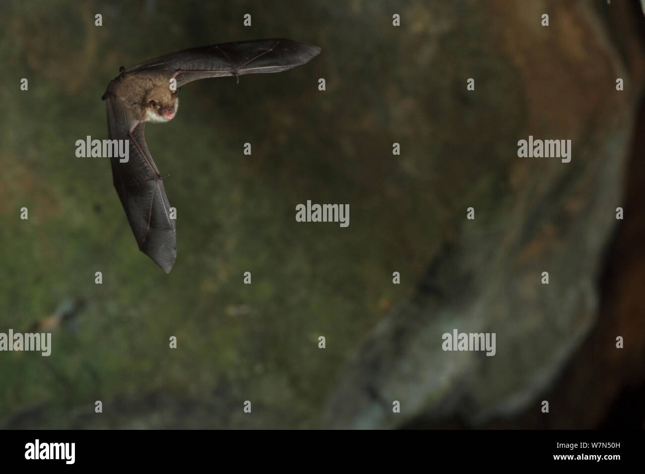 Natterer's Bat (Myotis nattereri) in flight, leaving cave roost to ...