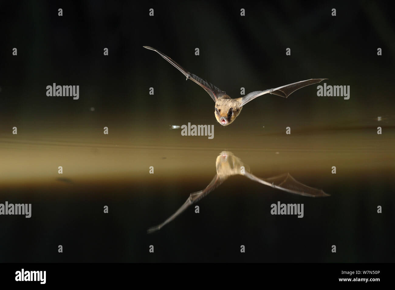 Pipistrelle Bat Water High Resolution Stock Photography and Images - Alamy