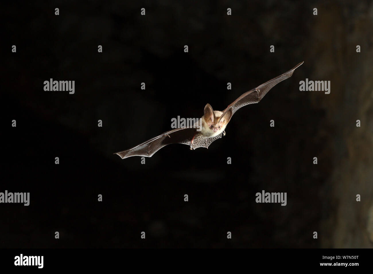 Bats flying at camera hi-res stock photography and images - Alamy