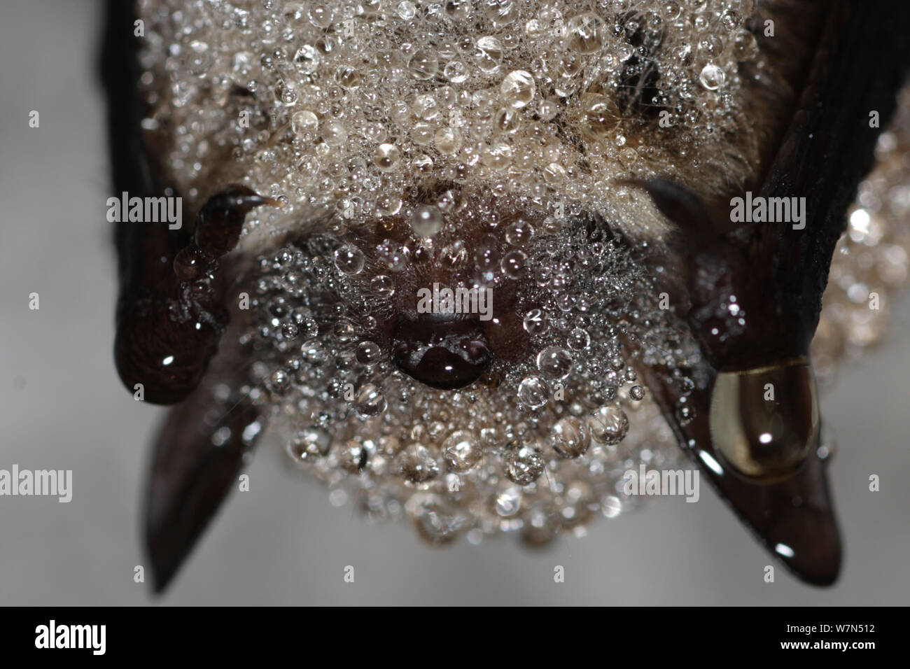 Whiskered Bat (Myotis mystacinus) hibernating with dew on its fur ...