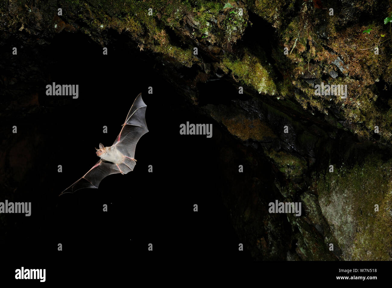 Lesser mouse eared bats hi-res stock photography and images - Alamy