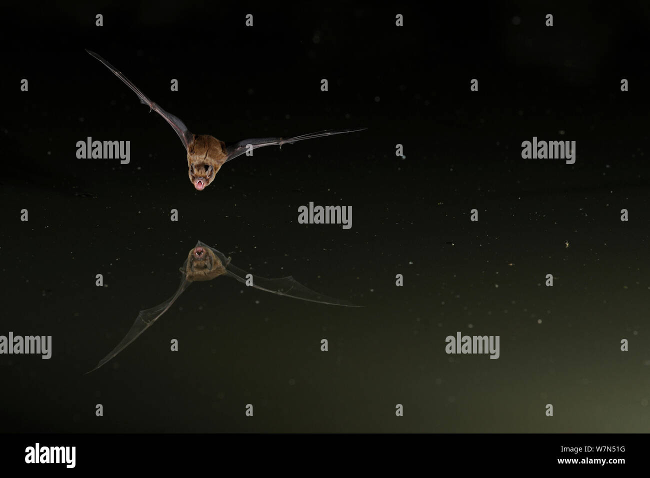 Leisler's Bat (Nyctalus leisleri) in flight above water, mouth open to ...