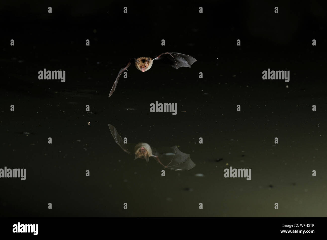 Bechstein's Bat (Myotis bechsteinii) flying low over water, mouth open ...