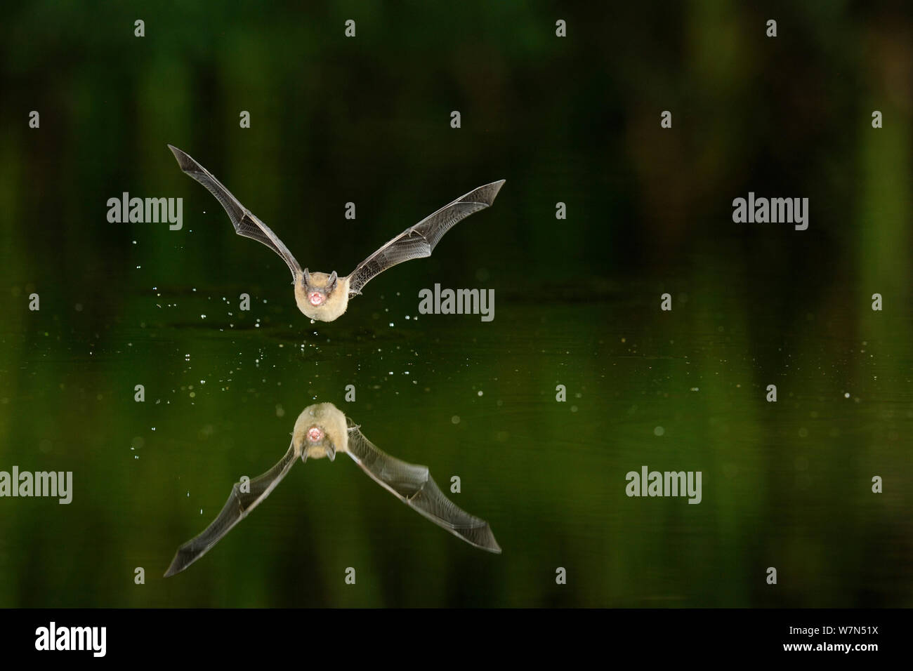 Kuhl's Pipistrelle Bat (Pipistrellus kuhlii) in flight low over water ...