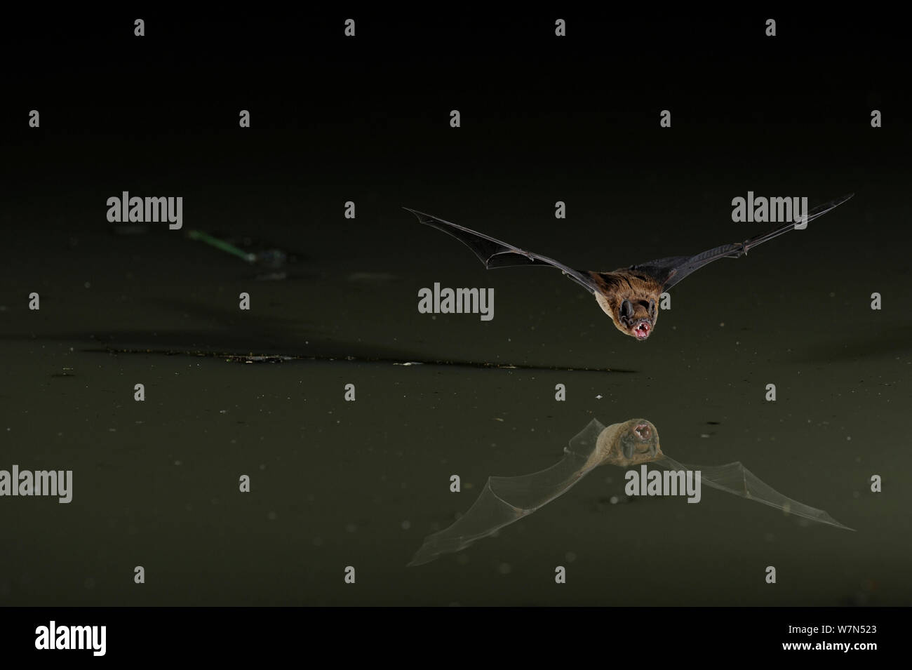 Leisler’s bat hi-res stock photography and images - Alamy