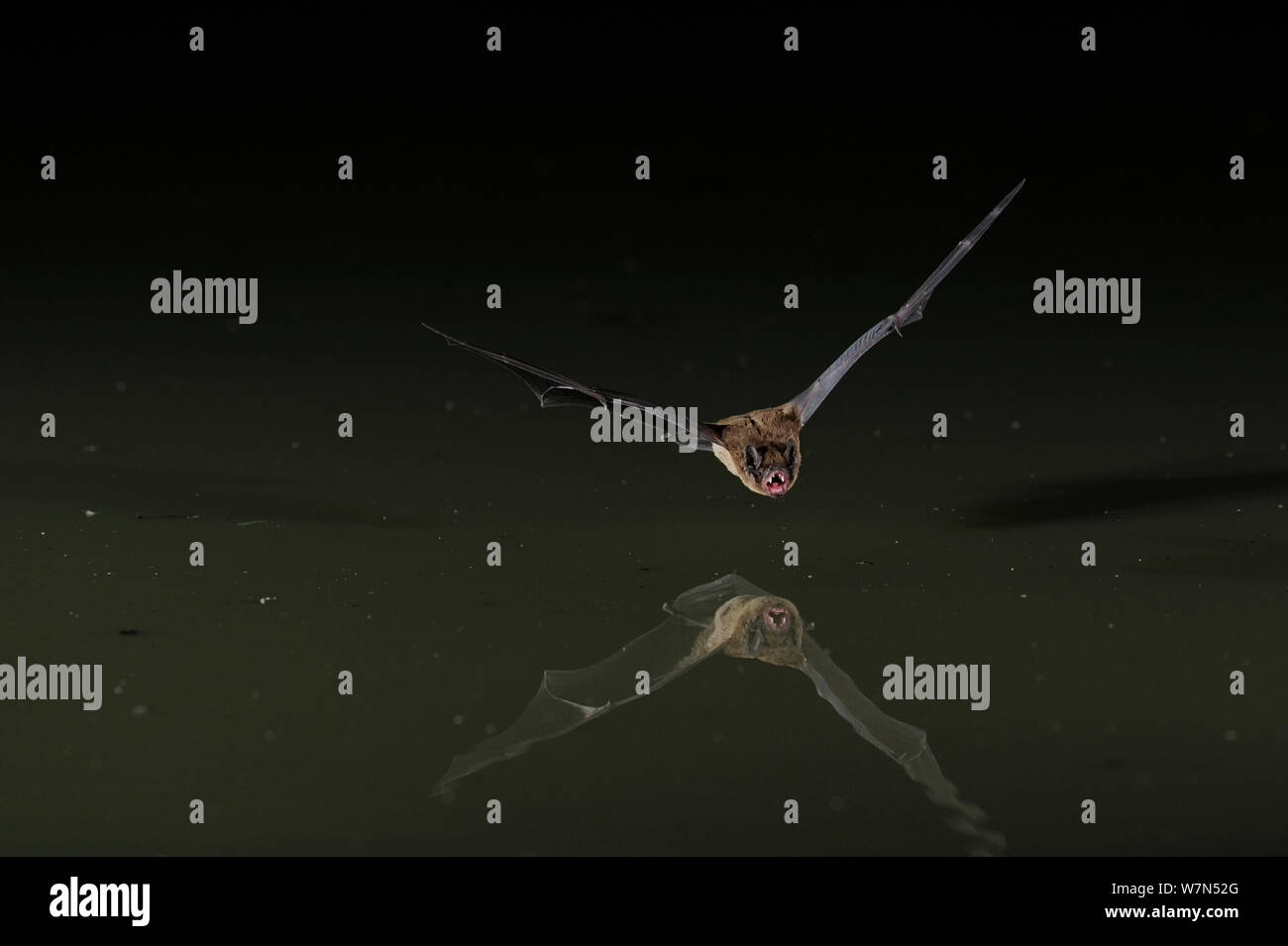 Leisler's Bat (Nyctalus leisleri) in flight low over water, mouth open ...