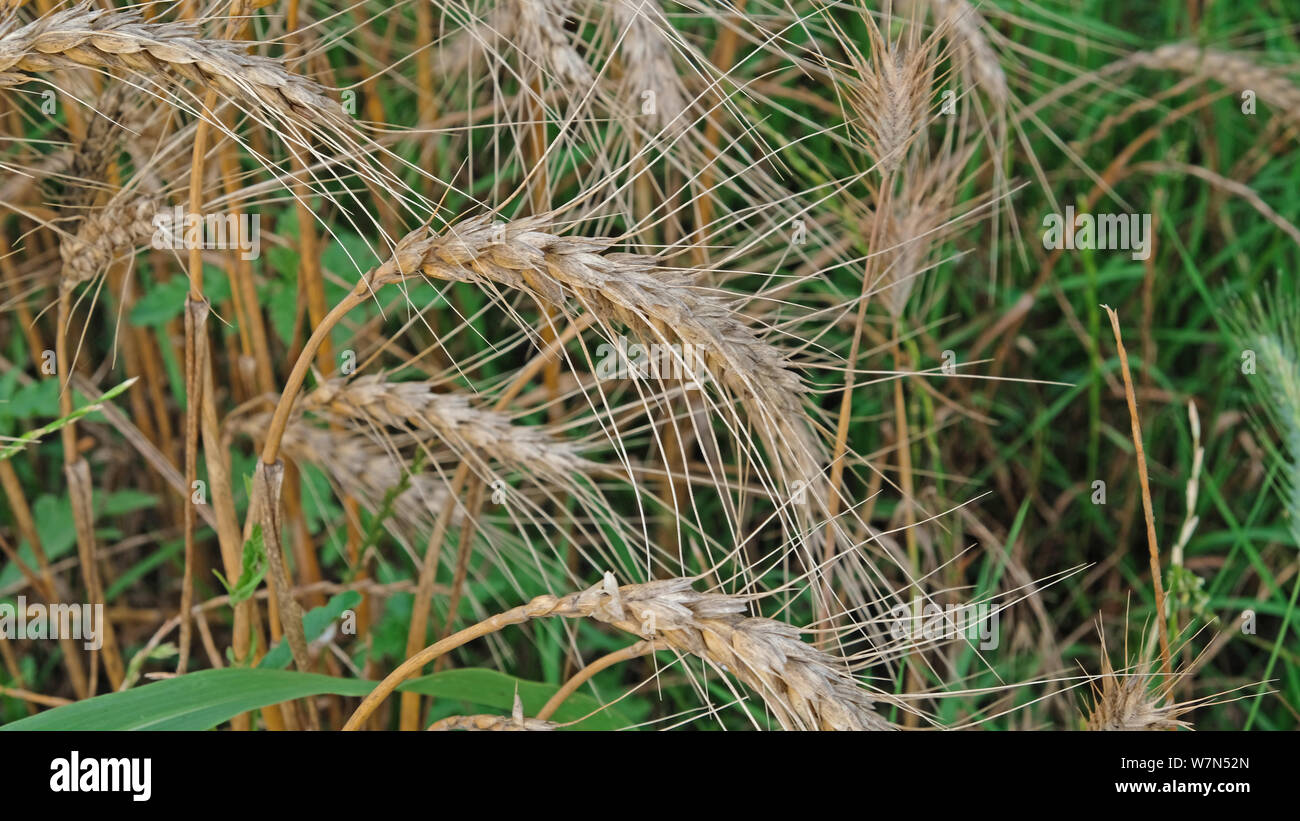 Wheat classes in Bulgaria Stock Photo - Alamy
