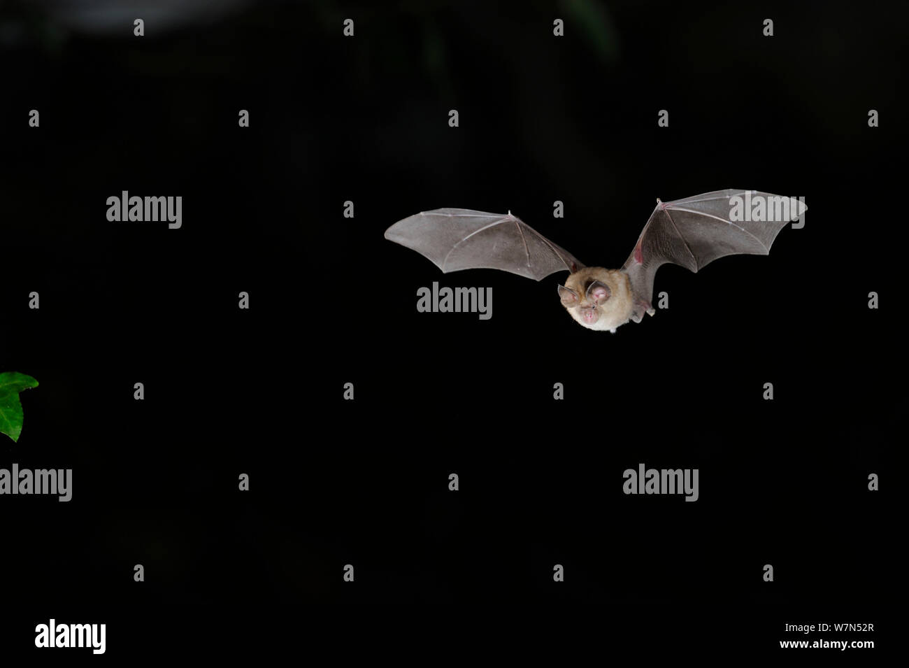 Mediterranean Horseshoe Bat (Rhinolophus euryale) in flight. France ...