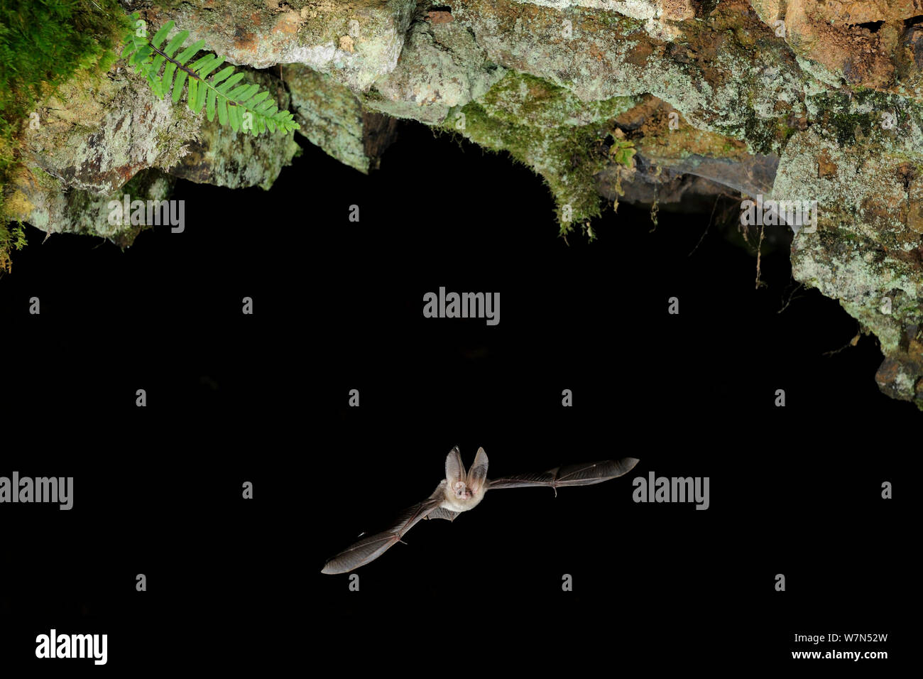 Grey Long Eared Bat (Plecotus austriacus) in flight in cave. France ...