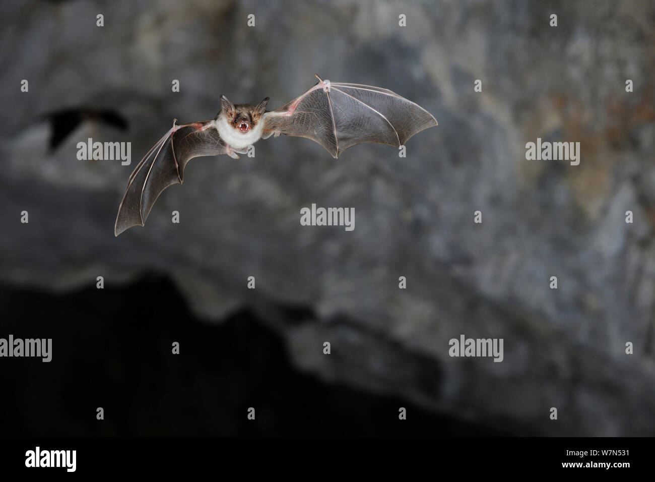 Lesser Mouse Eared Bat (Myotis blythii) in flight in cave. France ...