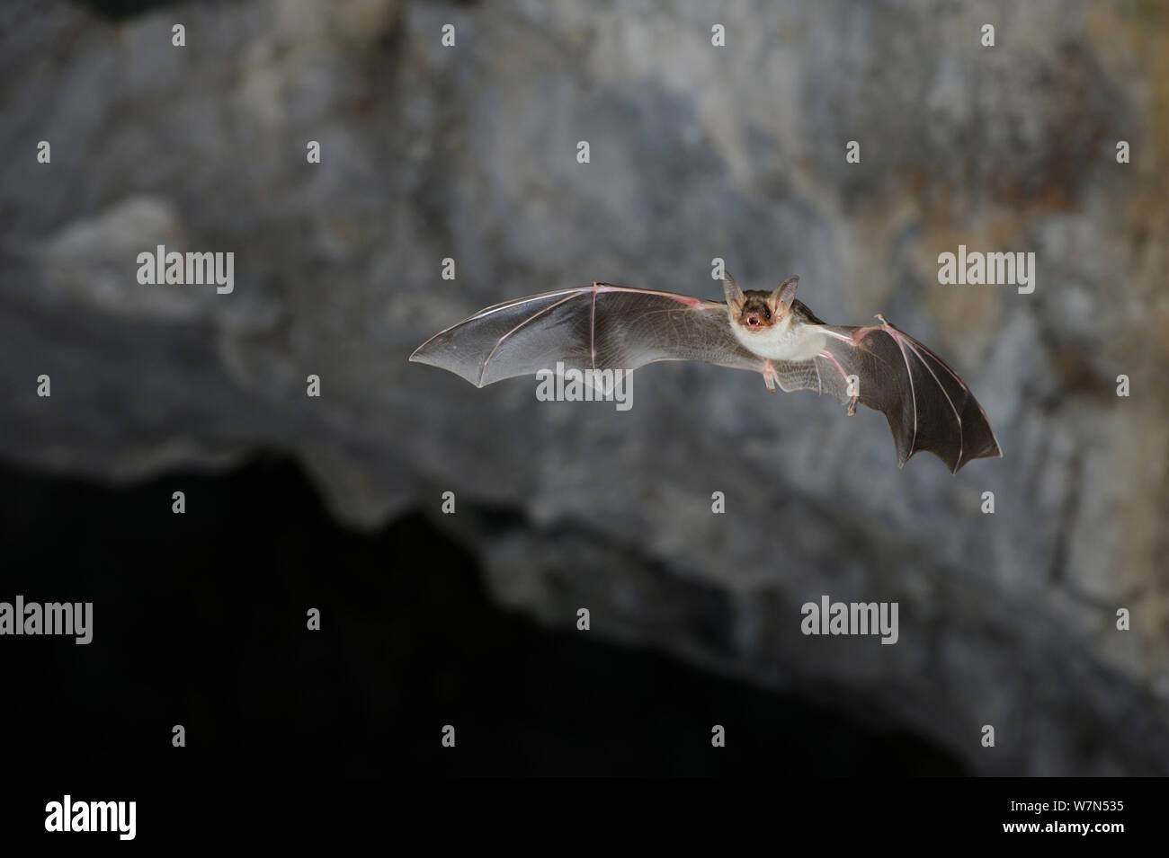 Lesser Mouse Eared Bat (Myotis blythii) in flight in cave. France ...