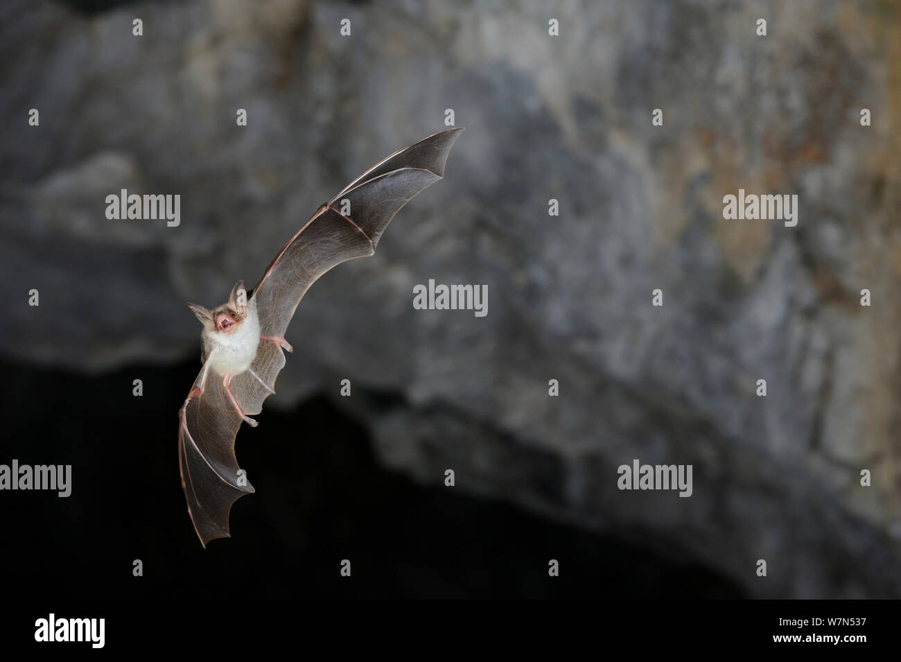 Lesser Mouse Eared Bat (Myotis blythii) in flight in cave. France ...