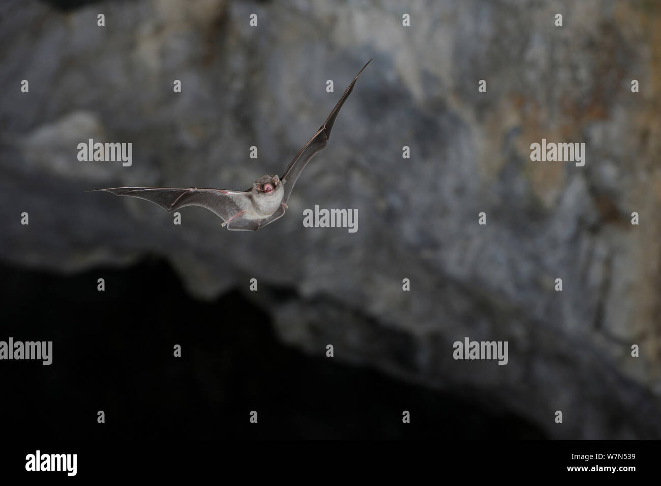 Schreiber's Long Fingered Bat (Miniopterus schreibersii) in flight in ...