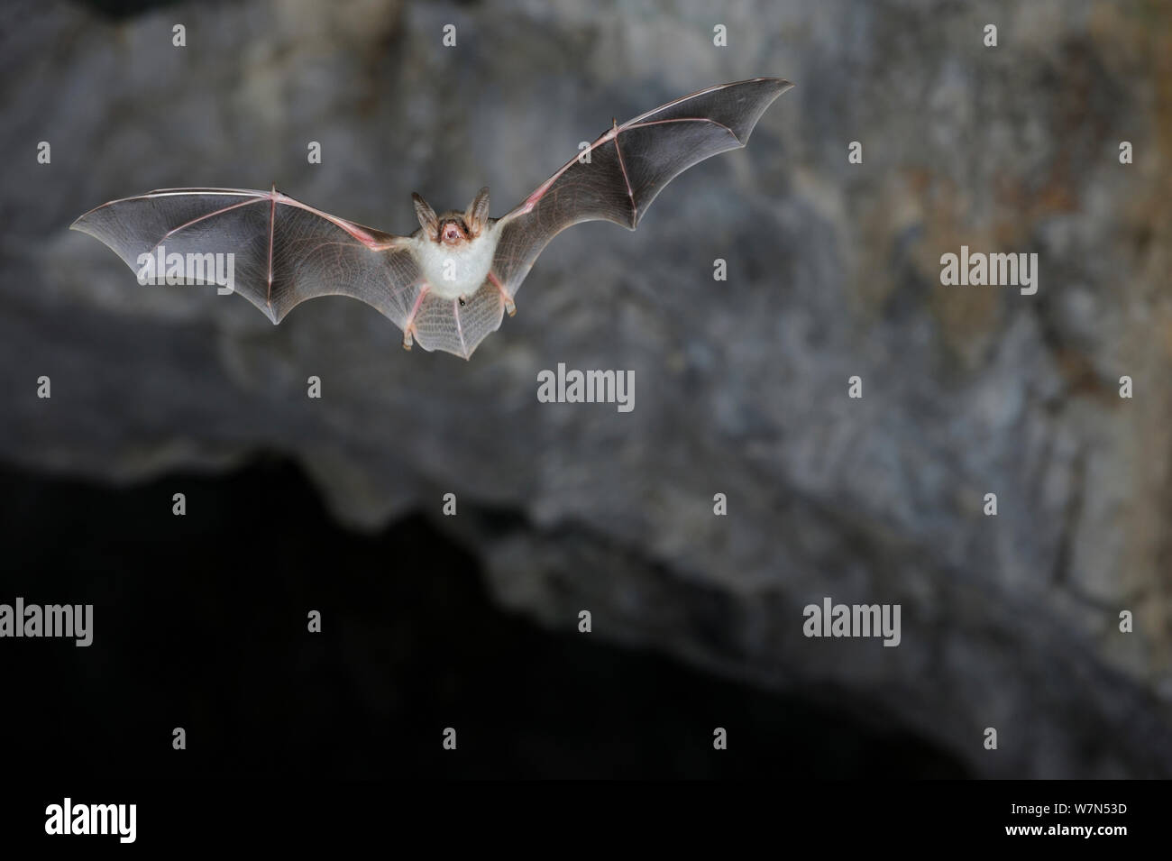 Lesser Mouse Eared Bat (Myotis blythii) in flight in cave. France ...