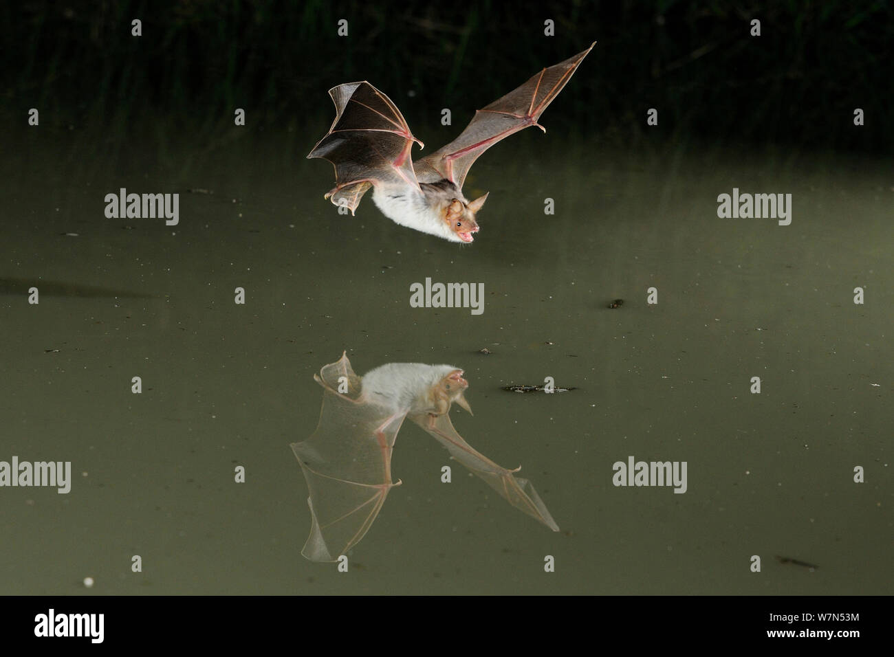 Lesser Mouse Eared Bat (Myotis blythii) in flight low over water, mouth ...