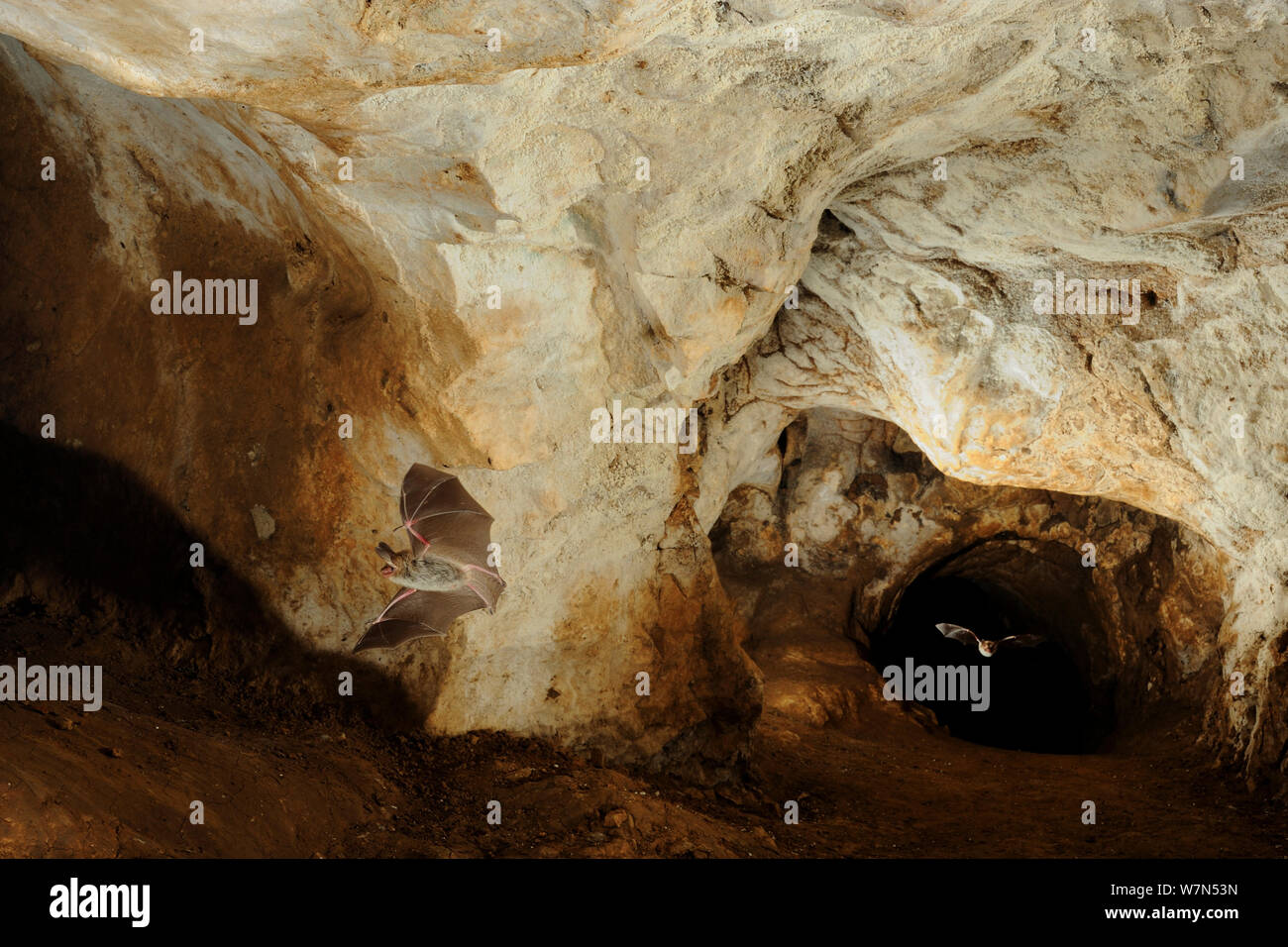 Bechsteins bat myotis bechsteinii hi-res stock photography and images ...