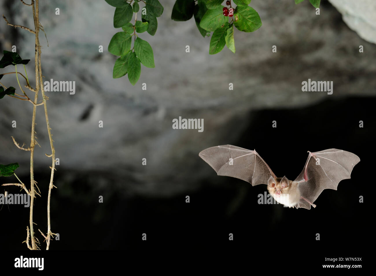 Horseshoe bats rhinolophidae hi-res stock photography and images - Alamy