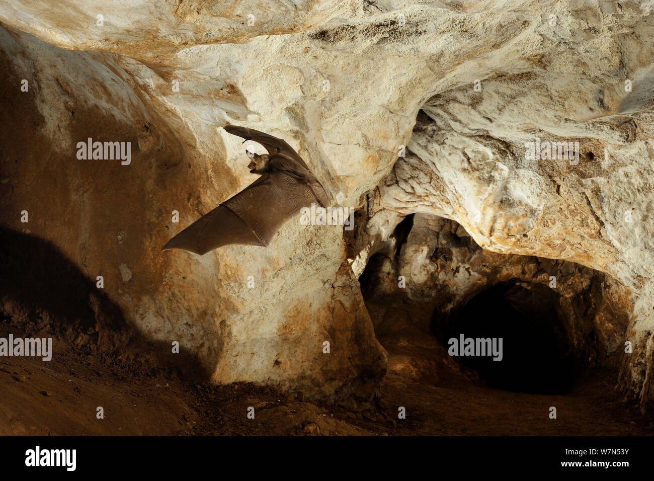 Lesser Mouse Eared Bat (Myotis blythii) in flight in cave. France ...