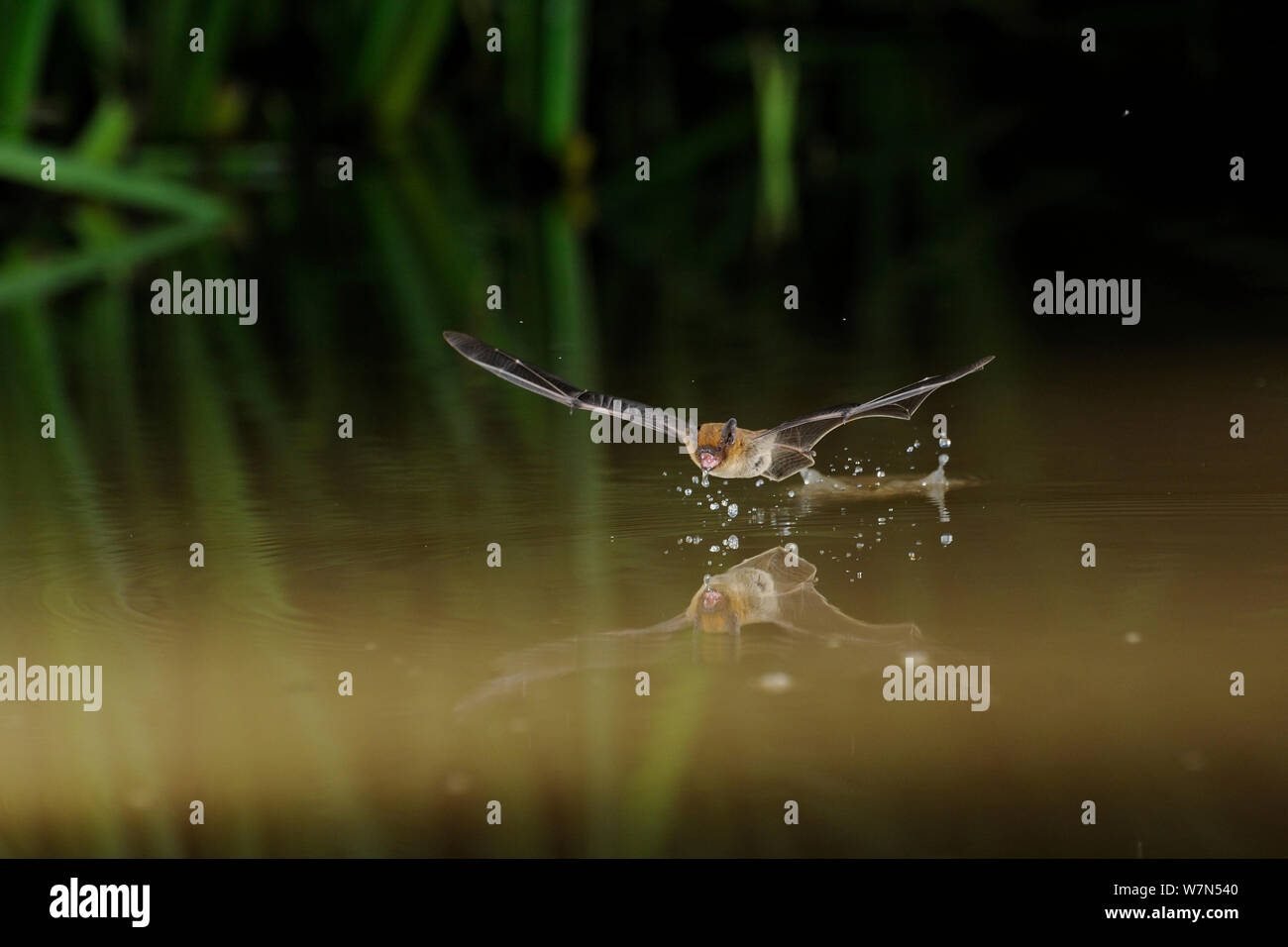 Pipistrellus sp hi-res stock photography and images - Alamy