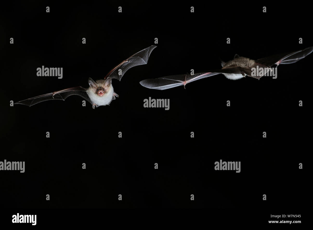 Bechsteins Bat Myotis Bechsteinii High Resolution Stock Photography and ...