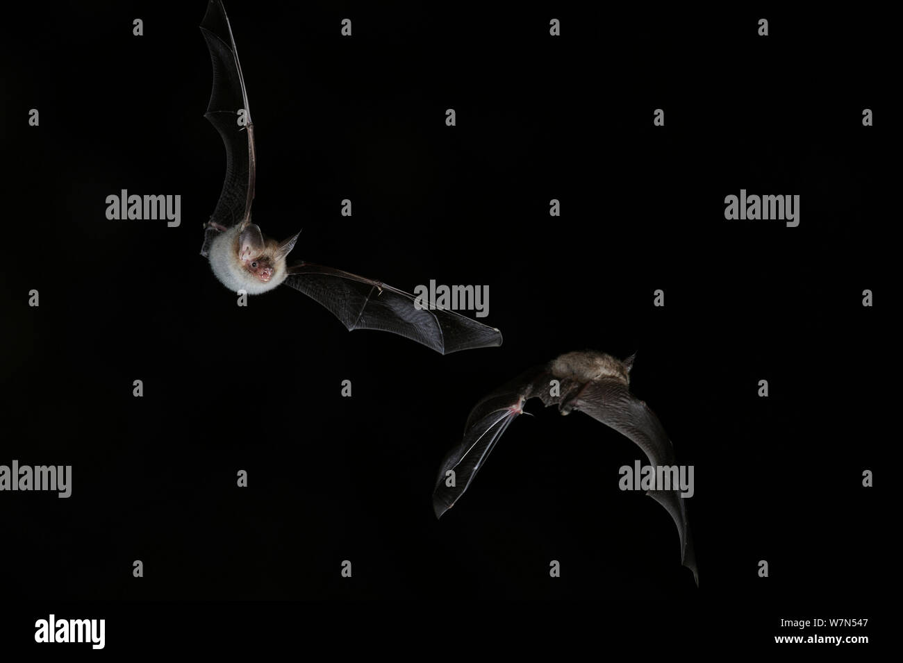 Bechsteins Bat Myotis Bechsteinii High Resolution Stock Photography and ...