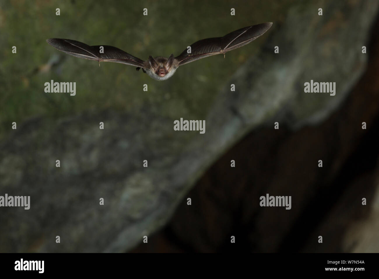 Bechstein's Bat (Myotis bechsteinii) in flight in cave, mouth open to ...