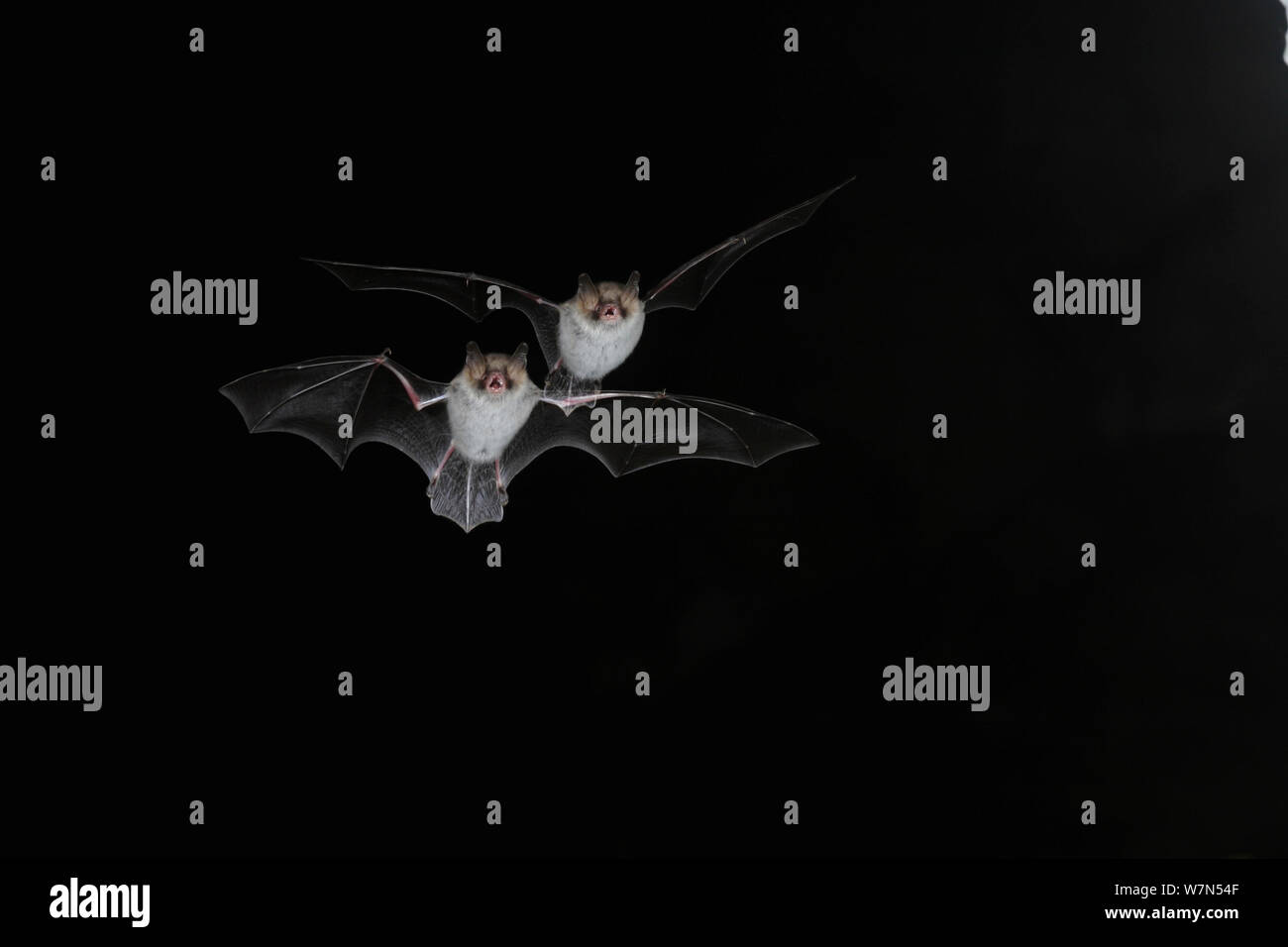 Two Natterer's Bat (Myotis nattereri) in flight in at night with mouth ...