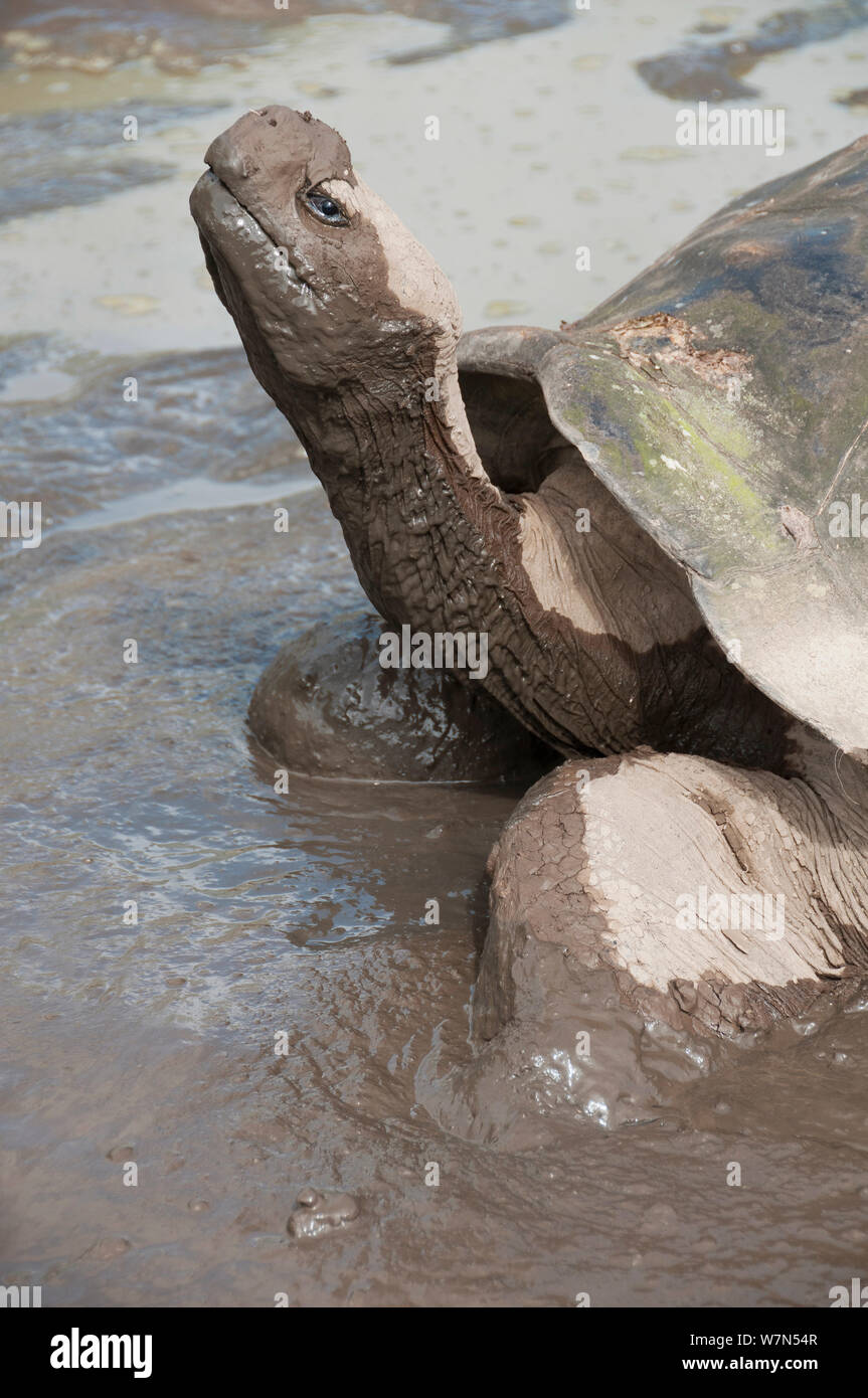 Volcan Alcedo giant tortoises (Chelonoidis nigra vandenburghi ...
