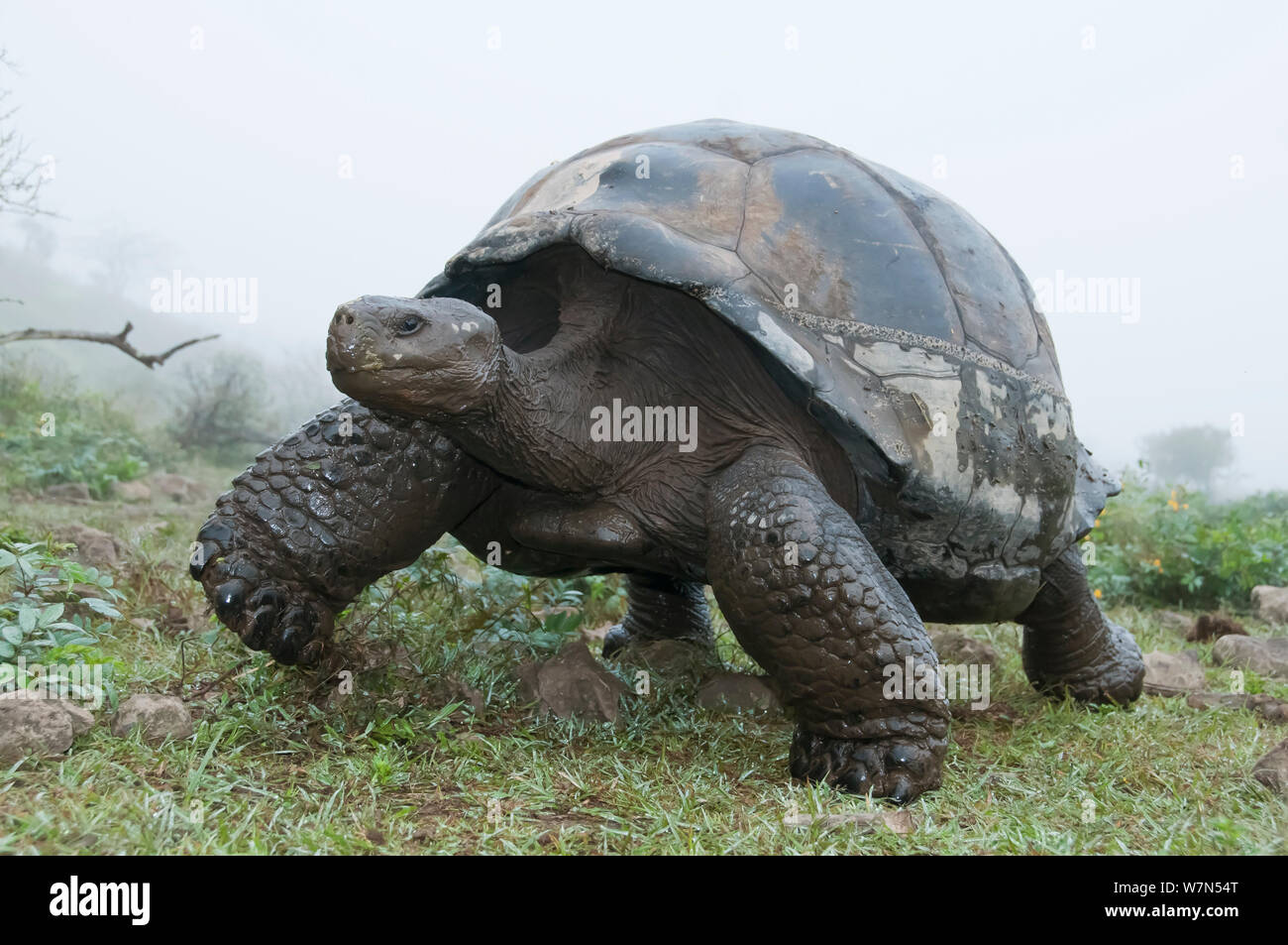 Volcan Alcedo giant tortoise (Chelonoidis nigra vandenburghi) Isabela ...