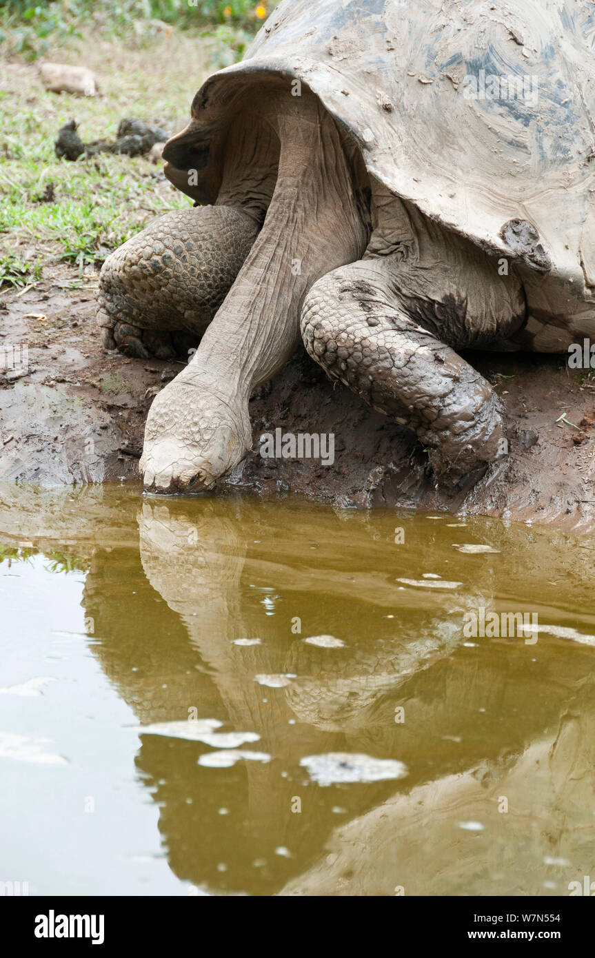 Giant Tortoises Water High Resolution Stock Photography and Images - Alamy