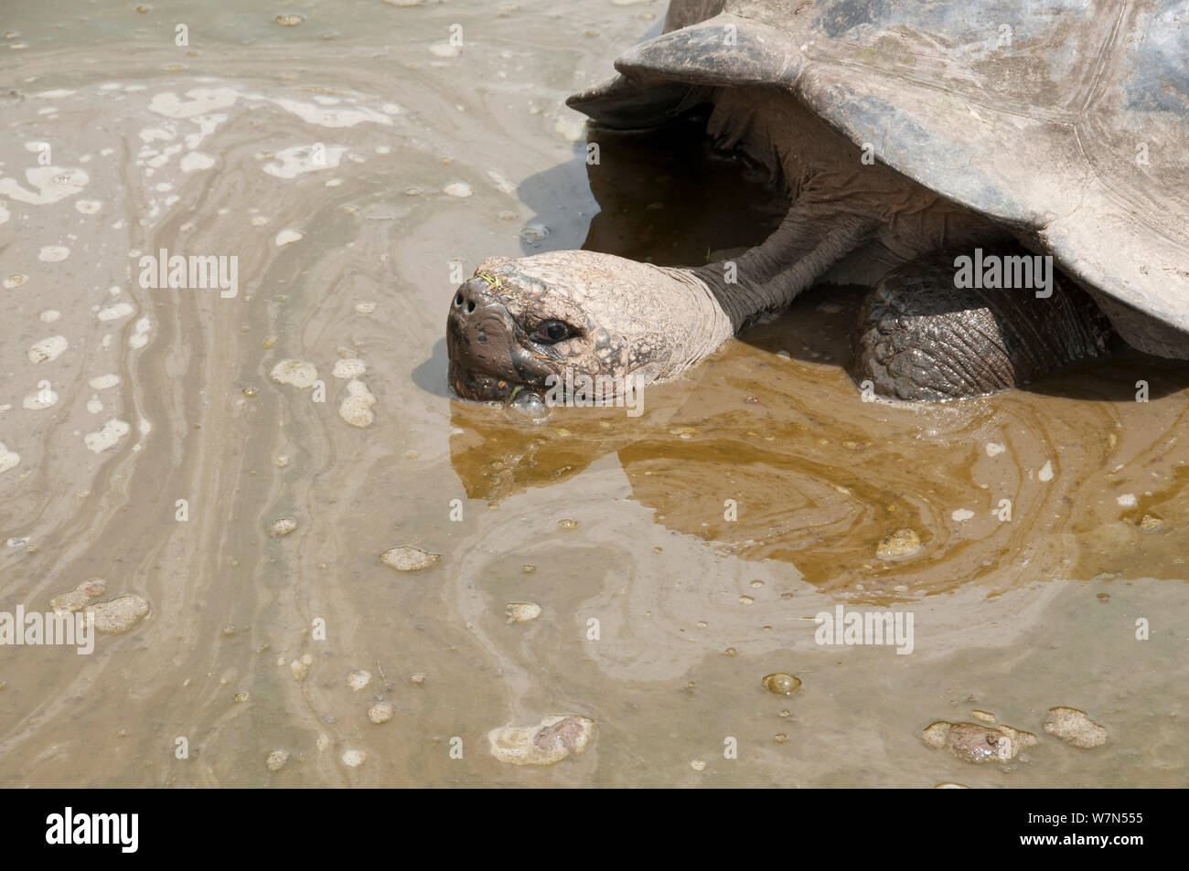 Volcan Alcedo giant tortoise(Chelonoidis nigra vandenburghi) in muddy ...
