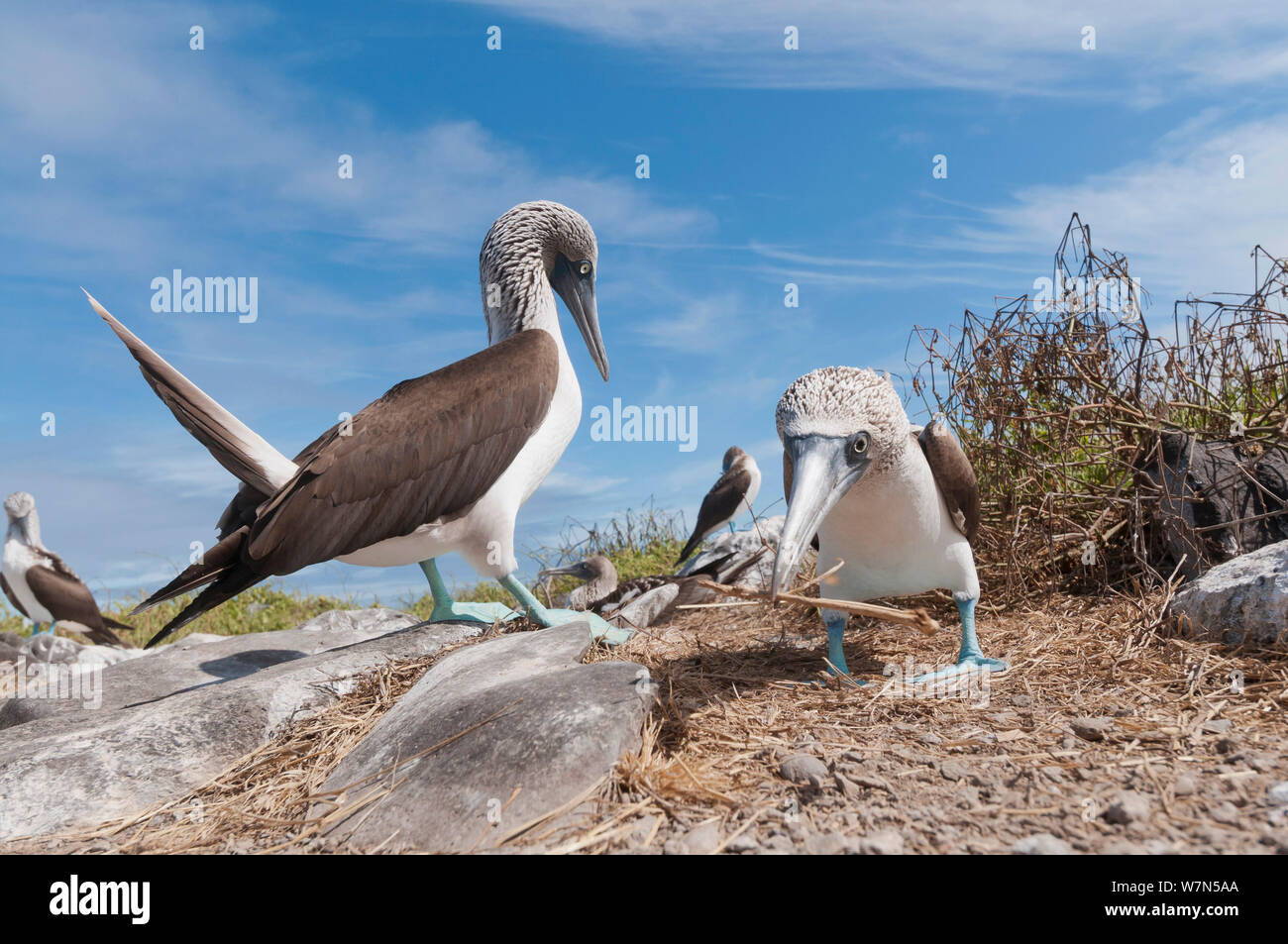 Colony of blue footed boobies hi-res stock photography and images - Alamy