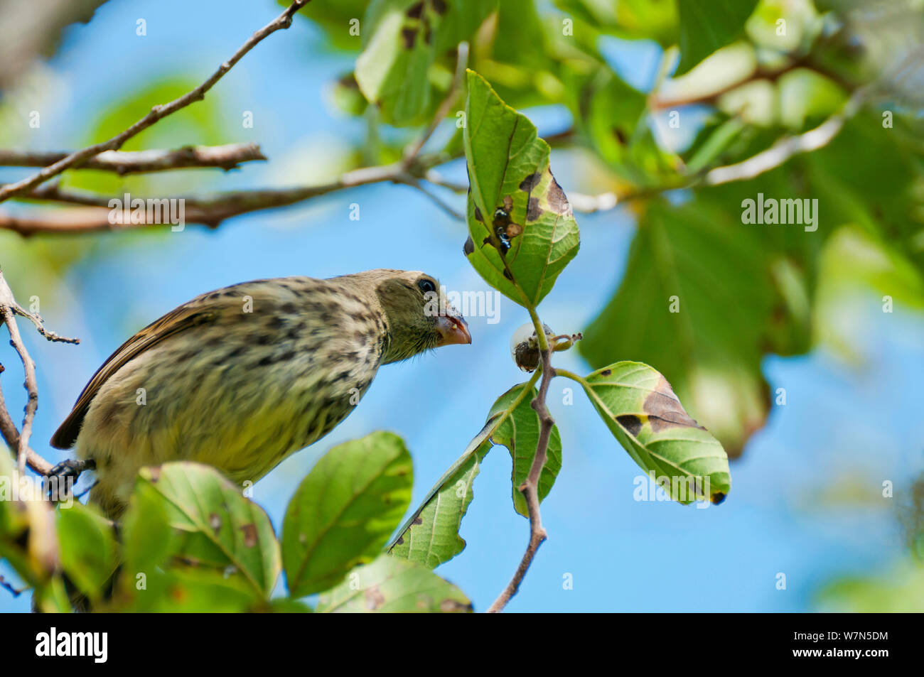 Camarhynchus crassirostris hi-res stock photography and images - Alamy