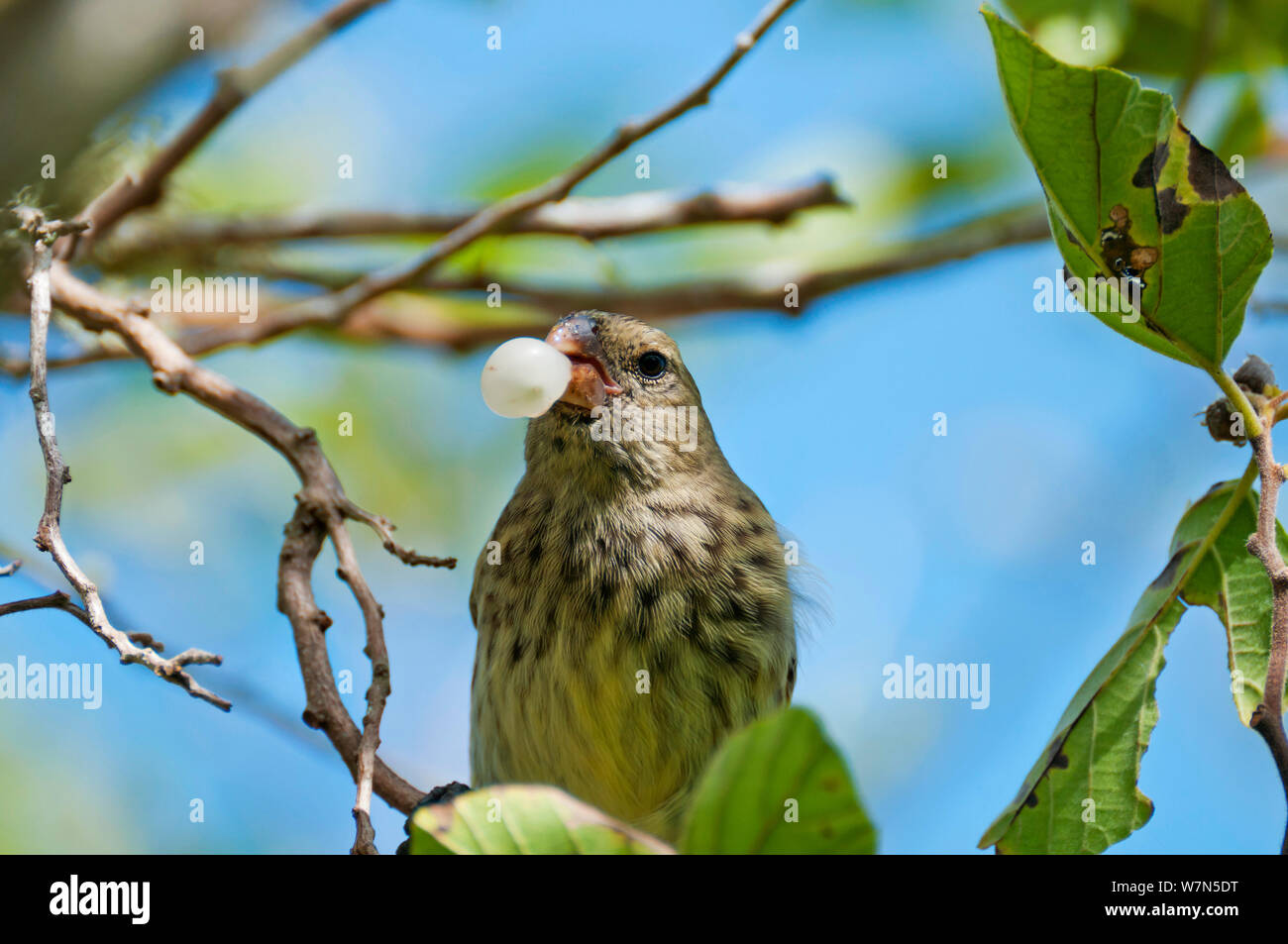 Vegetarian finch (Platyspiza crassirostris) with bud in beak. Santa ...