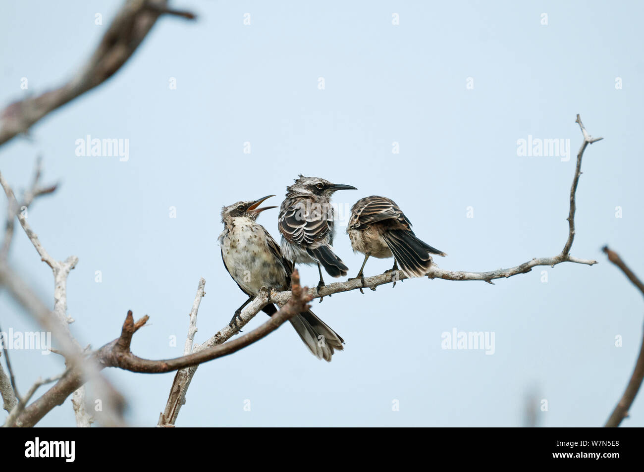 Espanola / hood mockingbird (Mimus macdonaldi)young 'helpers' being ...