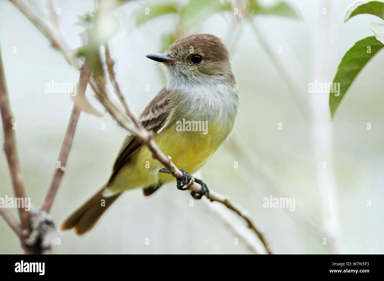 Galapagos flycatcher (Myiarchus magnirostris) portrait. Floreana Island ...