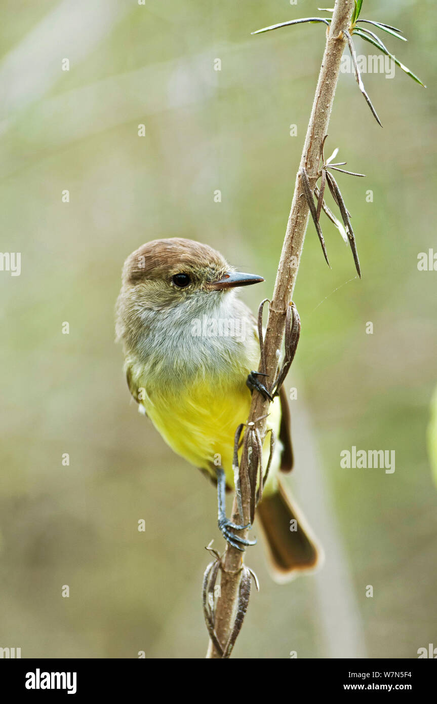 Galapagos flycatcher (Myiarchus magnirostris) portrait. Floreana Island ...