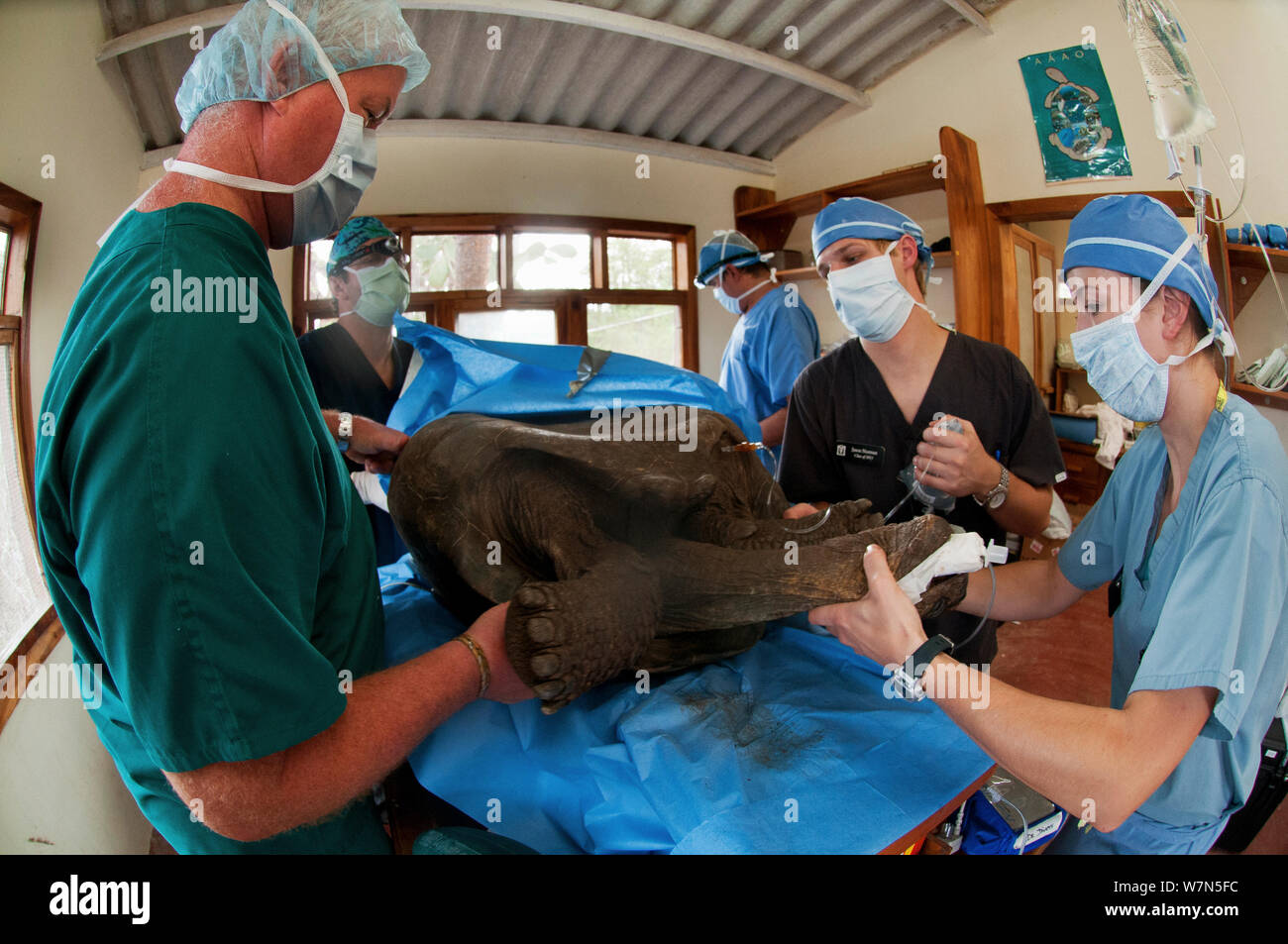 Galapagos giant tortoise (Chelonoidis nigra) surgery, Tortoise Breeding ...