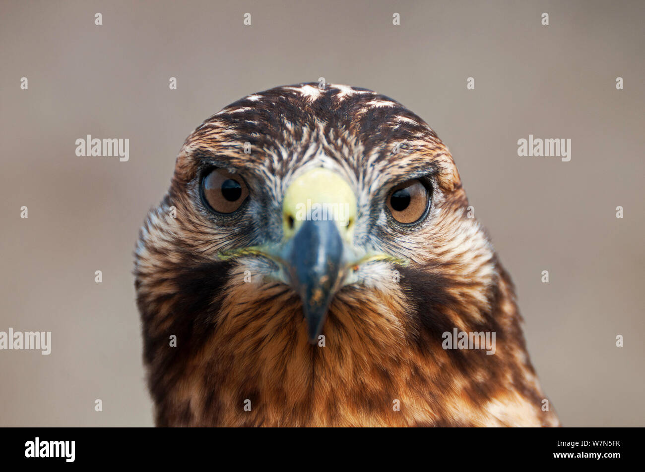 Hawks of ecuador hi-res stock photography and images - Alamy