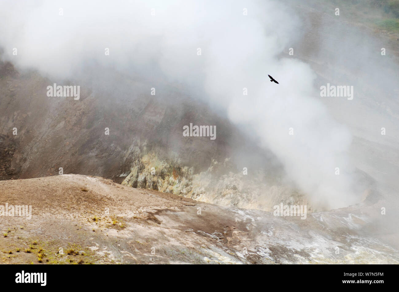 Galapagos hawk (Buteo galapagoensis) in flight over active volcano ...