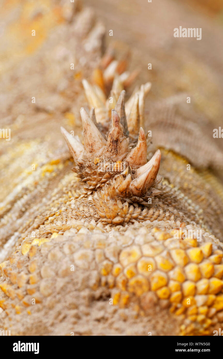 Galapagos land iguana (Conolophus subcristatus) scales and spines on ...