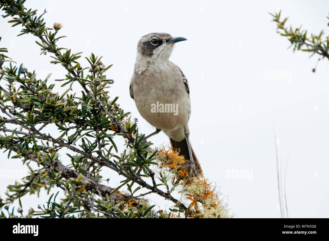 Galapagos mockingbird (Mimus parvulus) Isabela Island, Galapagos Stock ...