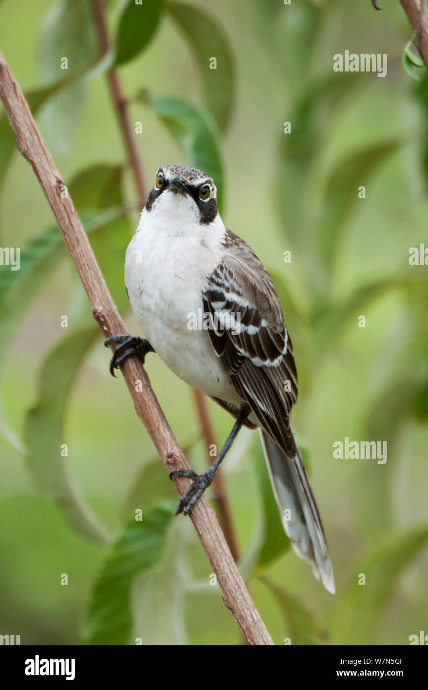 Galapagos mockingbird (Mimus parvulus) Santa Cruz Island Stock Photo ...