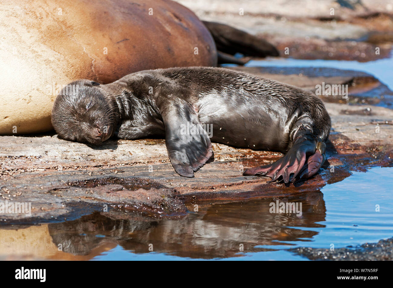 Pinnipeds cute hi-res stock photography and images - Alamy