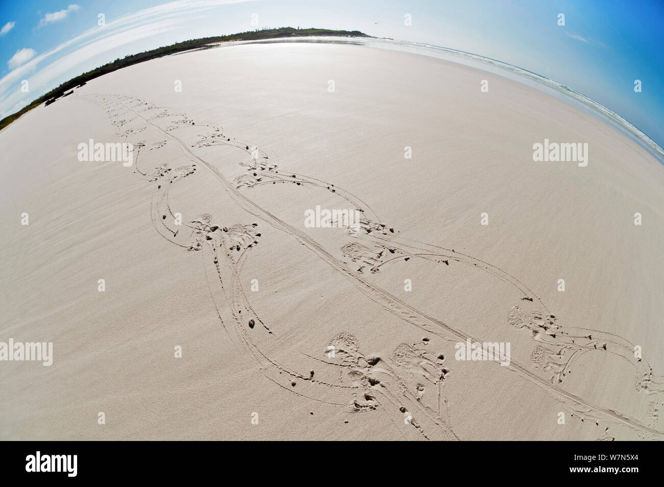 Tracks of a Marine iguana (Amblyrhynchus cristatus) on beach sands ...