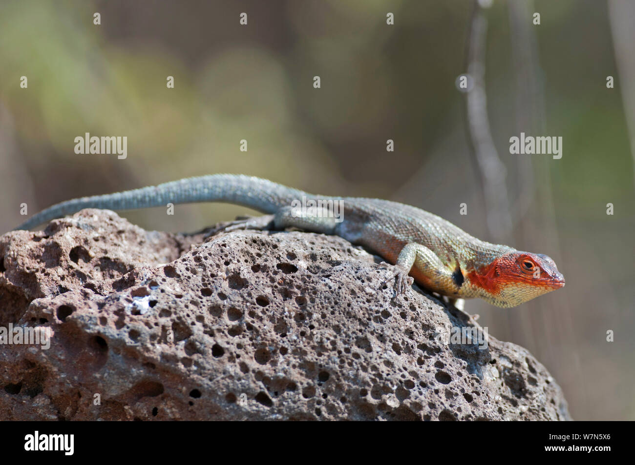 Galapagos lava lizard hi-res stock photography and images - Alamy