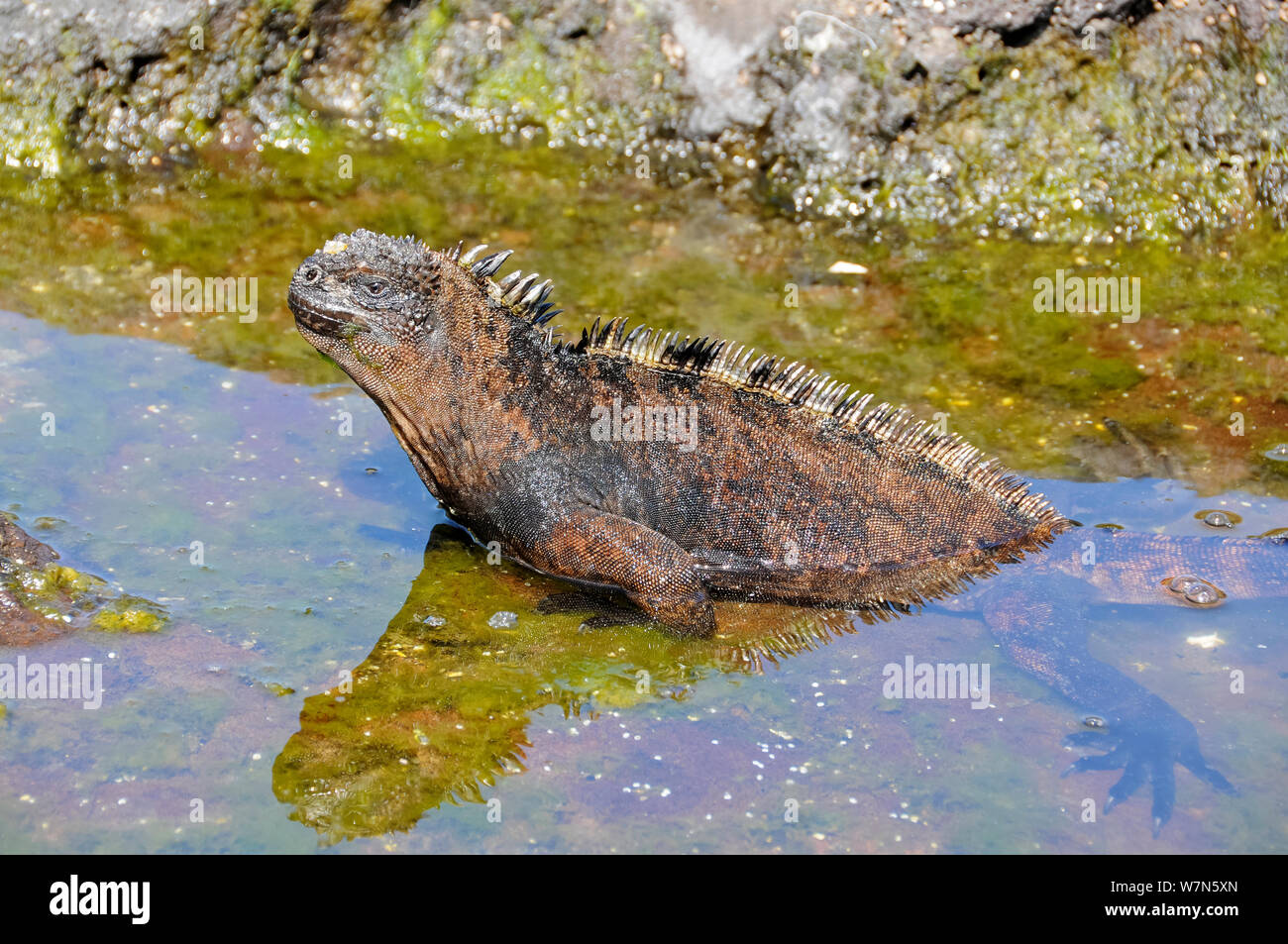 Lizards of ecuador hi-res stock photography and images - Alamy