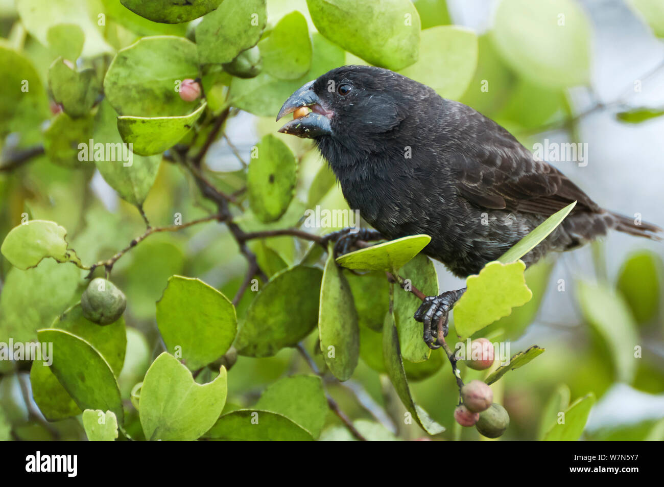 Medium ground finch (Geospiza fortis) dark male of highly variable ...